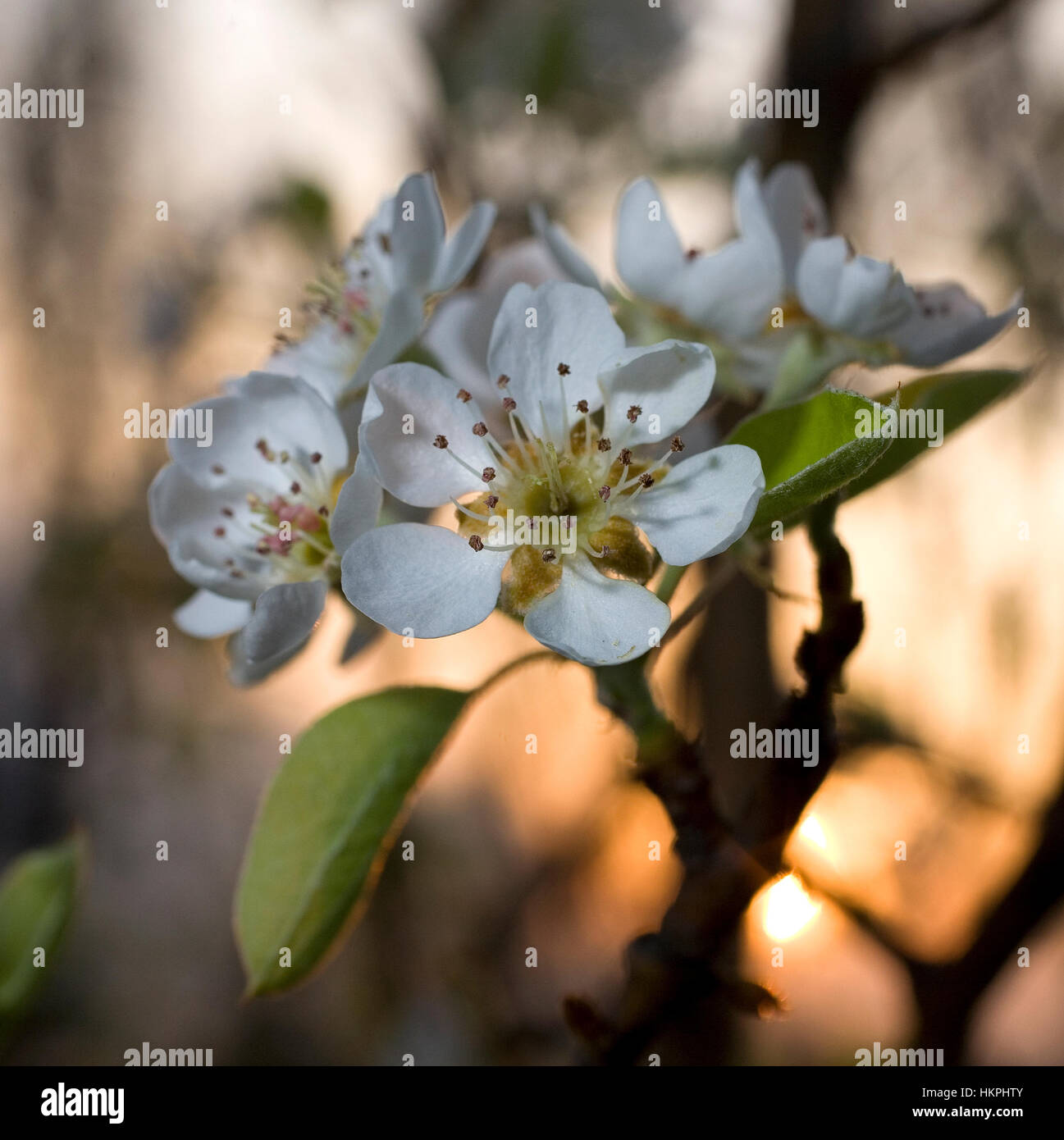 Pear tree that is blooming just as the sun sets Stock Photo - Alamy