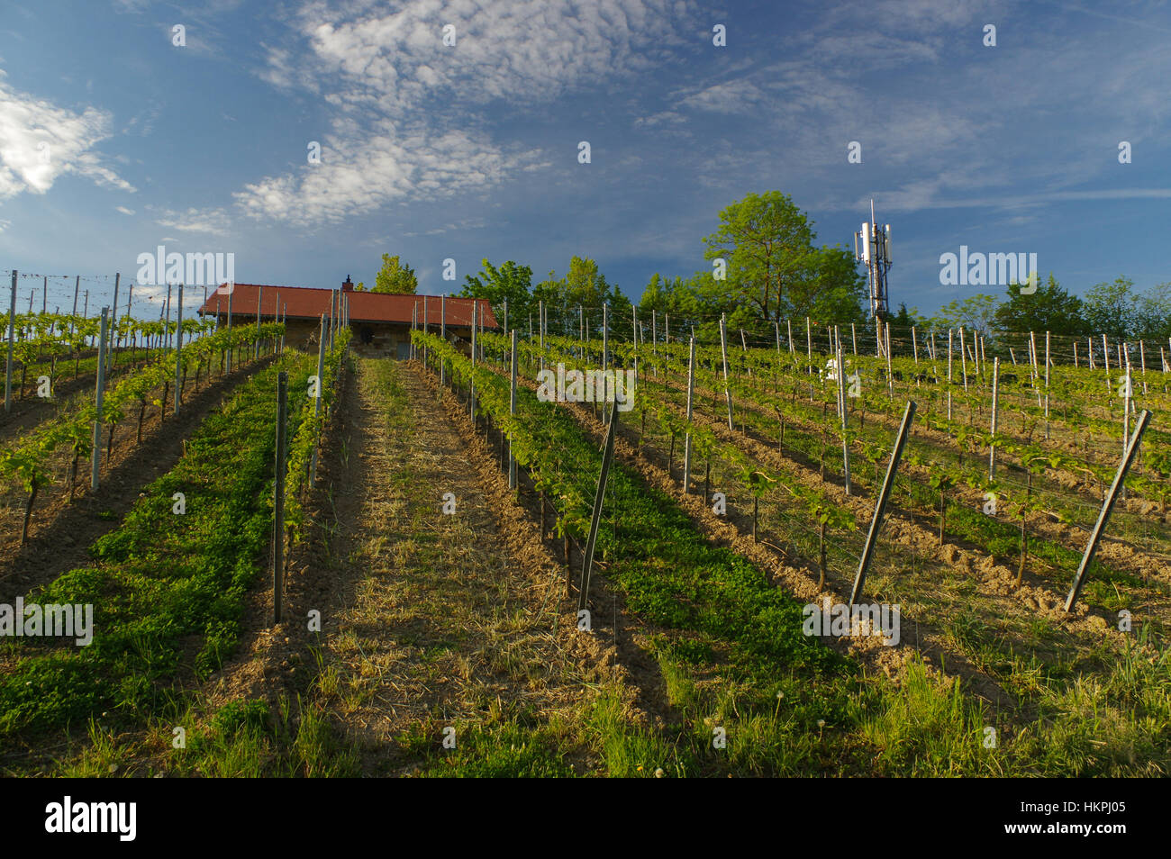 a beautiful old Wine house surrounded with vineyard hills. Grape fields ...