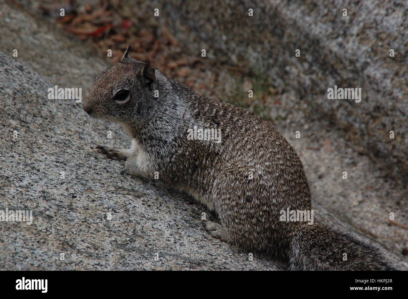 Squirrel running up tree hi-res stock photography and images - Alamy