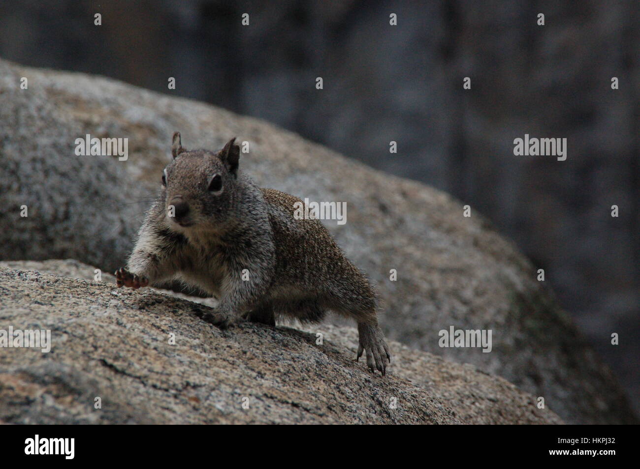 A ground squirrel rock hopping at the top of Yosemite Falls Stock Photo ...
