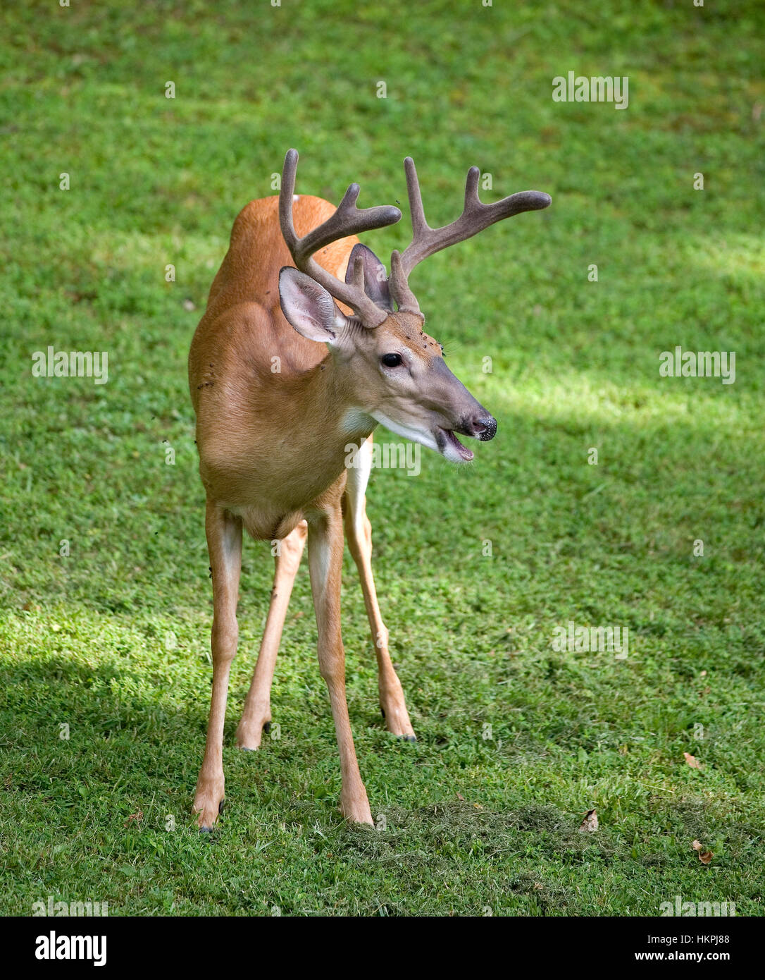 Whitetail buck with antlers in velvet surrounded and covered by flies ...