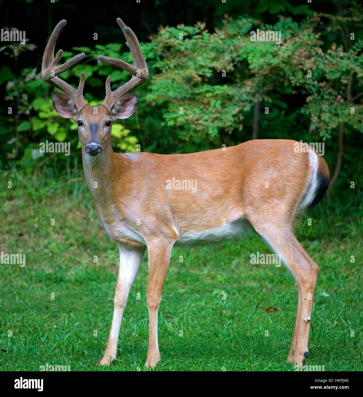 Whitetail deer buck with good antlers that are still in velvet Stock ...