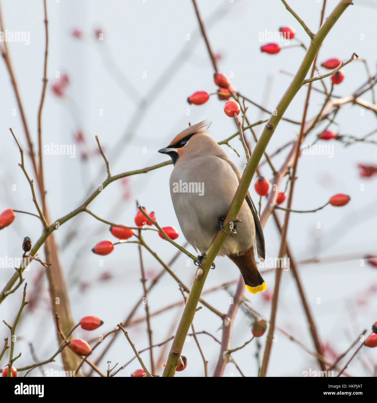 Waxwing ( Bombycilla ) on a Rose Hip Bush. Dog Rose. Rose Haw. Rose Hep ...