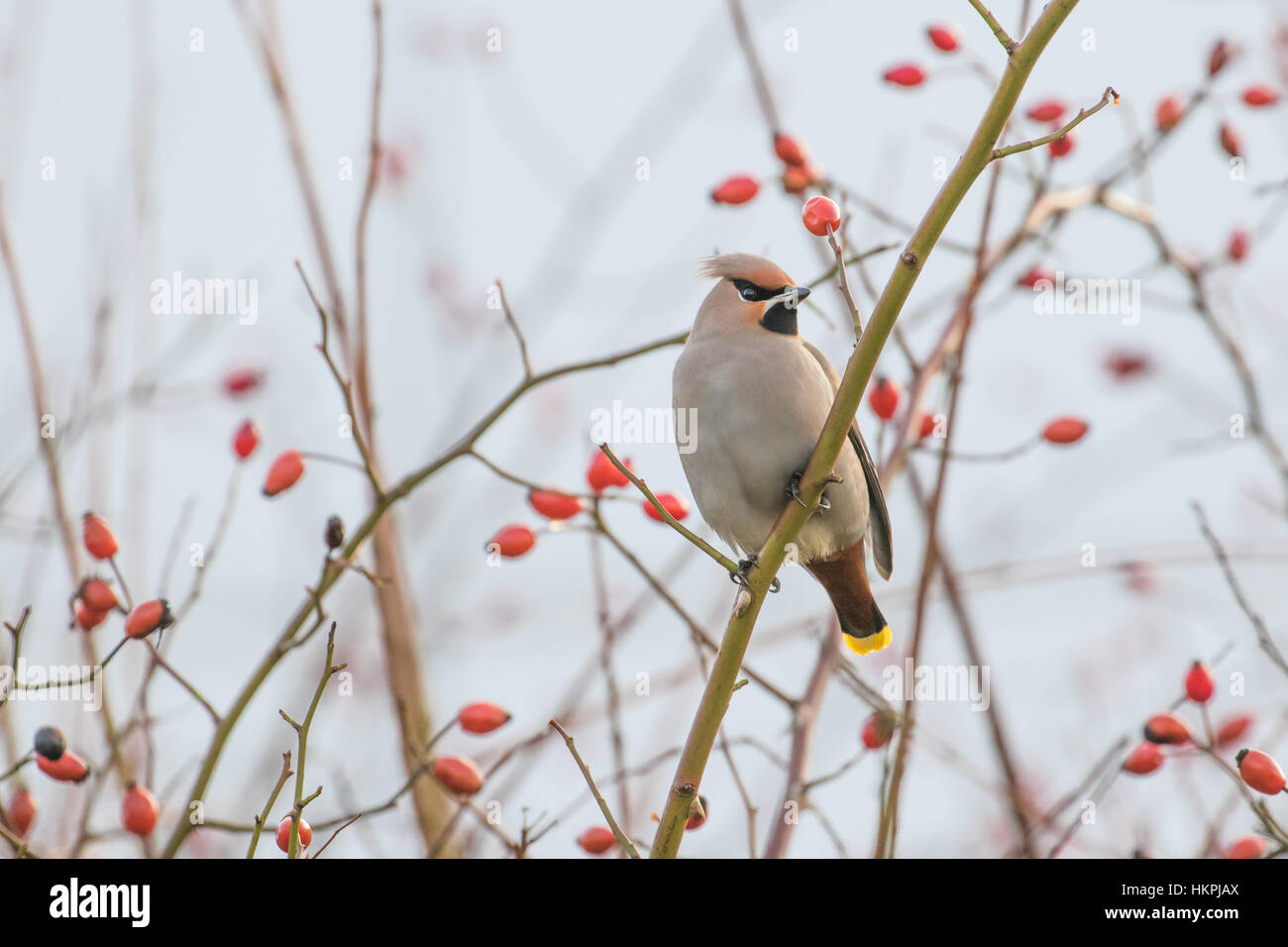Waxwing ( Bombycilla ) on a Rose Hip Bush. Dog Rose. Rose Haw. Rose Hep ...