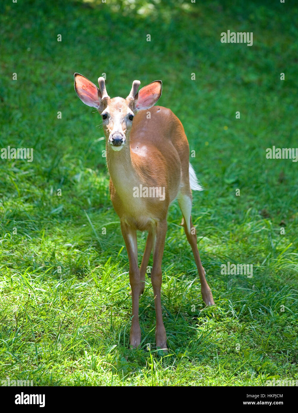 Backlit whitetail deer hi-res stock photography and images - Alamy