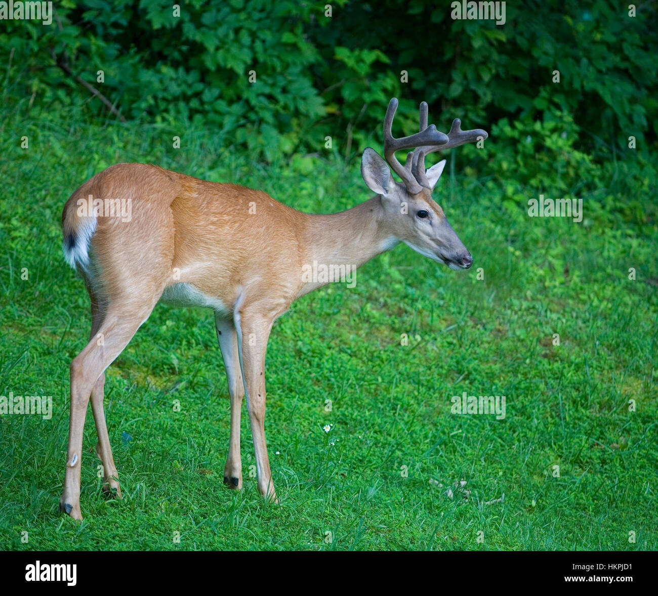 Whitetail deer male that has eight points on its antlers in velvet ...