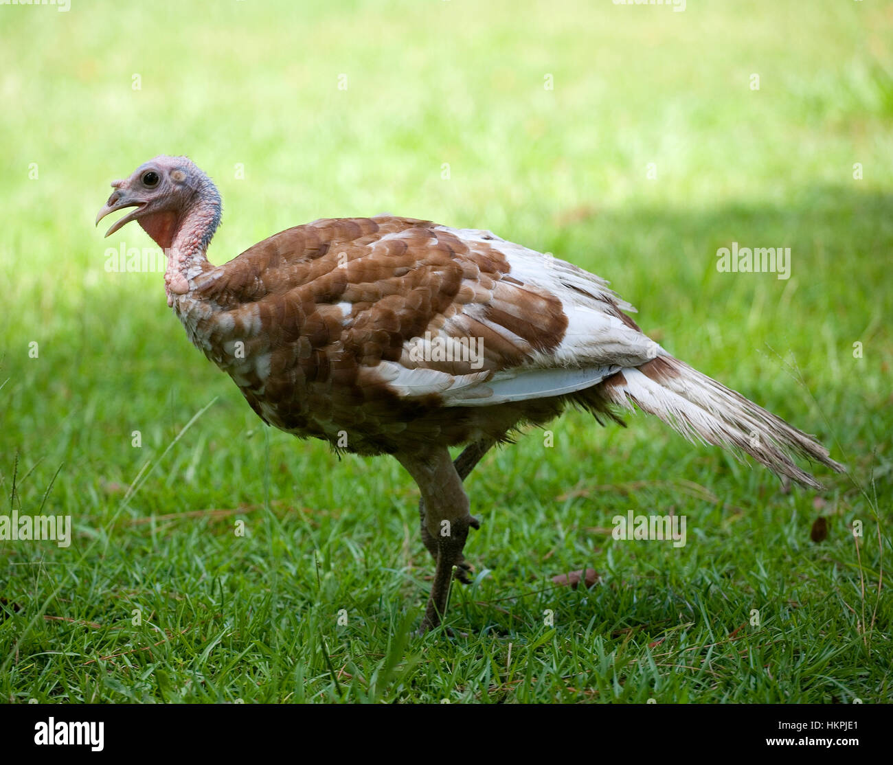Domestic turkey that is walking on a grassy field Stock Photo - Alamy