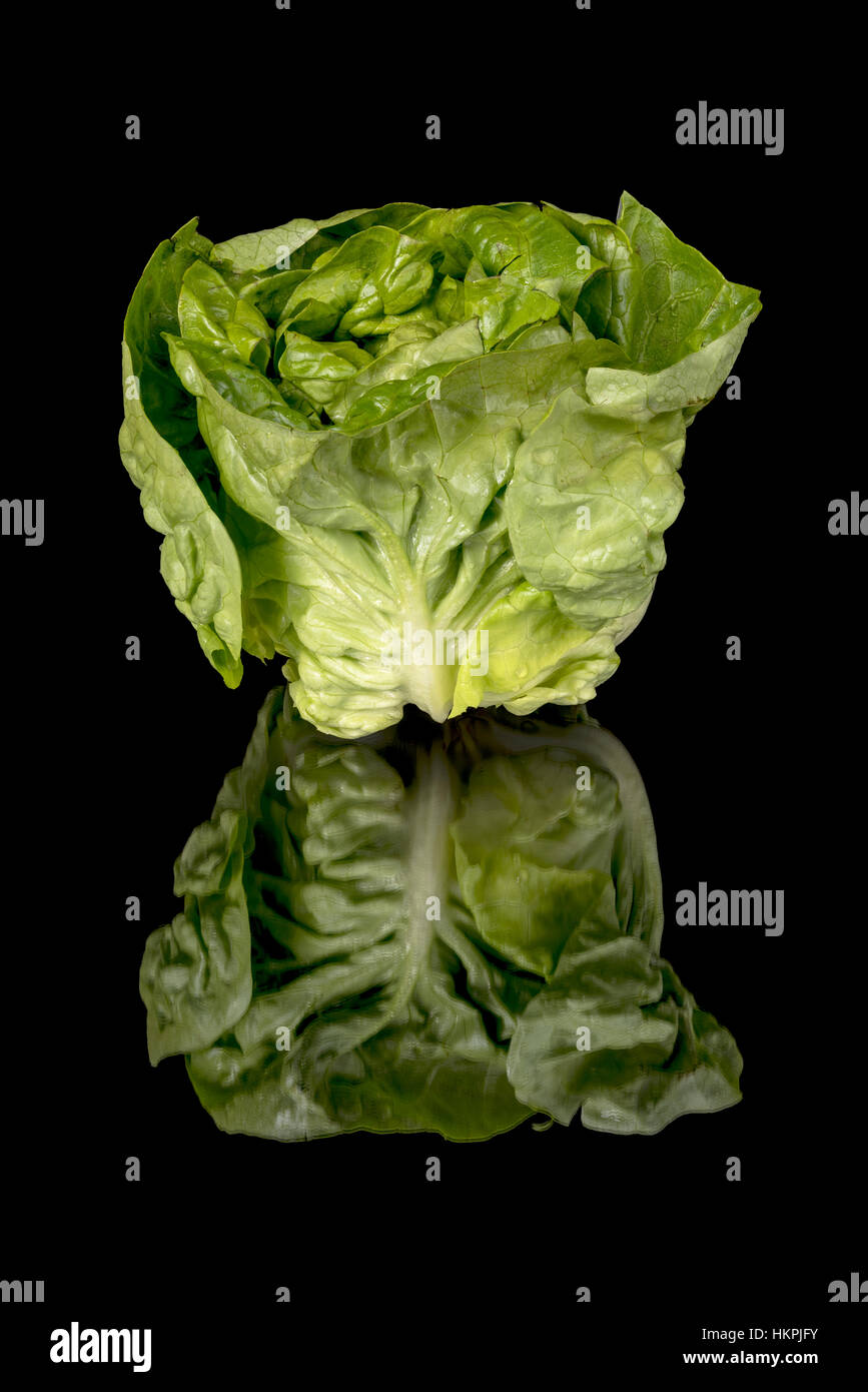 Close up of a head of lettuce and reflection Stock Photo - Alamy