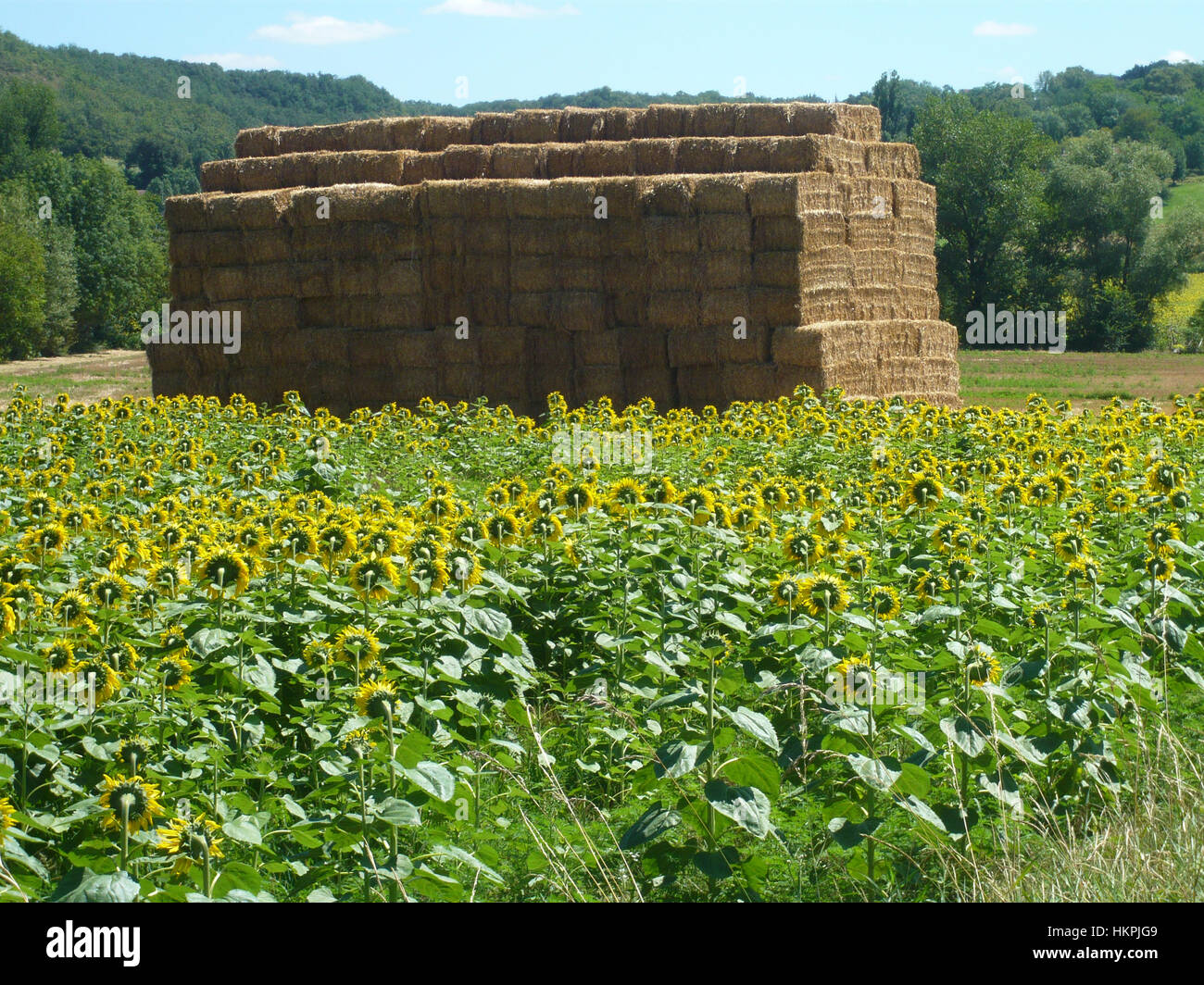 haystack in sunflower field Stock Photo - Alamy