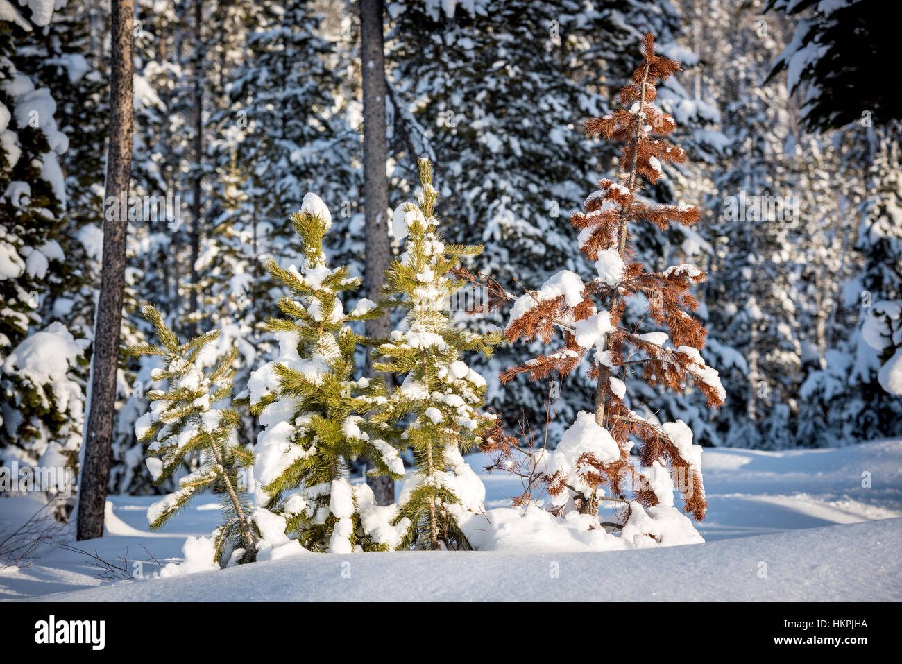 Small pine trees hi-res stock photography and images - Alamy