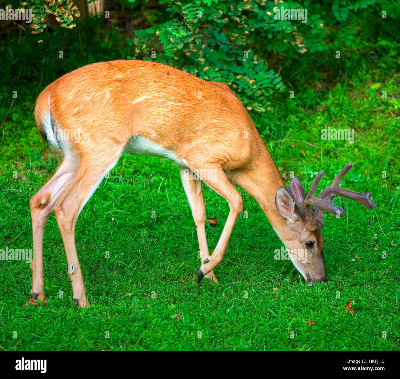 Eight point whitetail buck grazing with eight point antlers in velvet ...