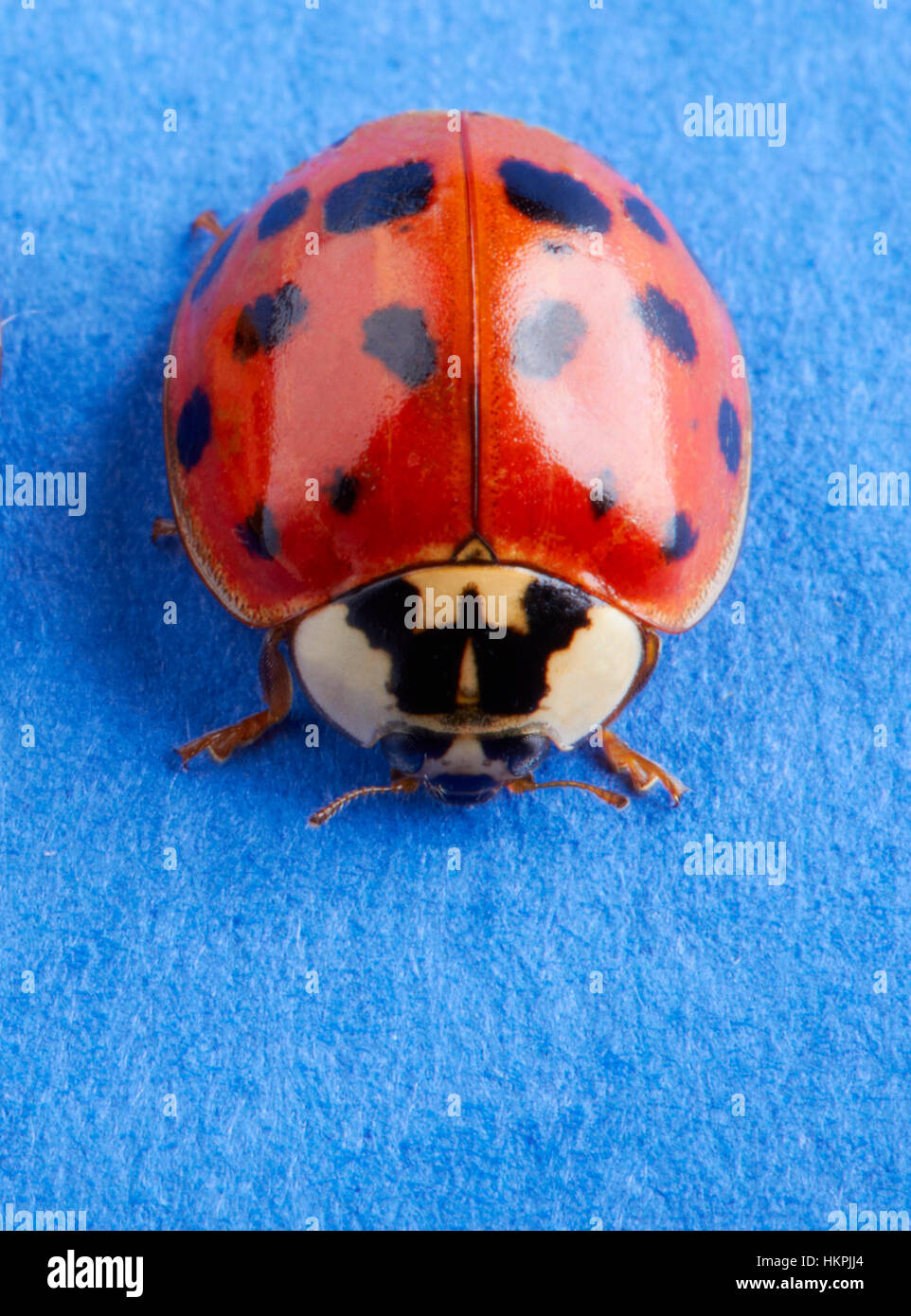 A macro image of a singular red spotted ladybug or ladybird insect on a ...