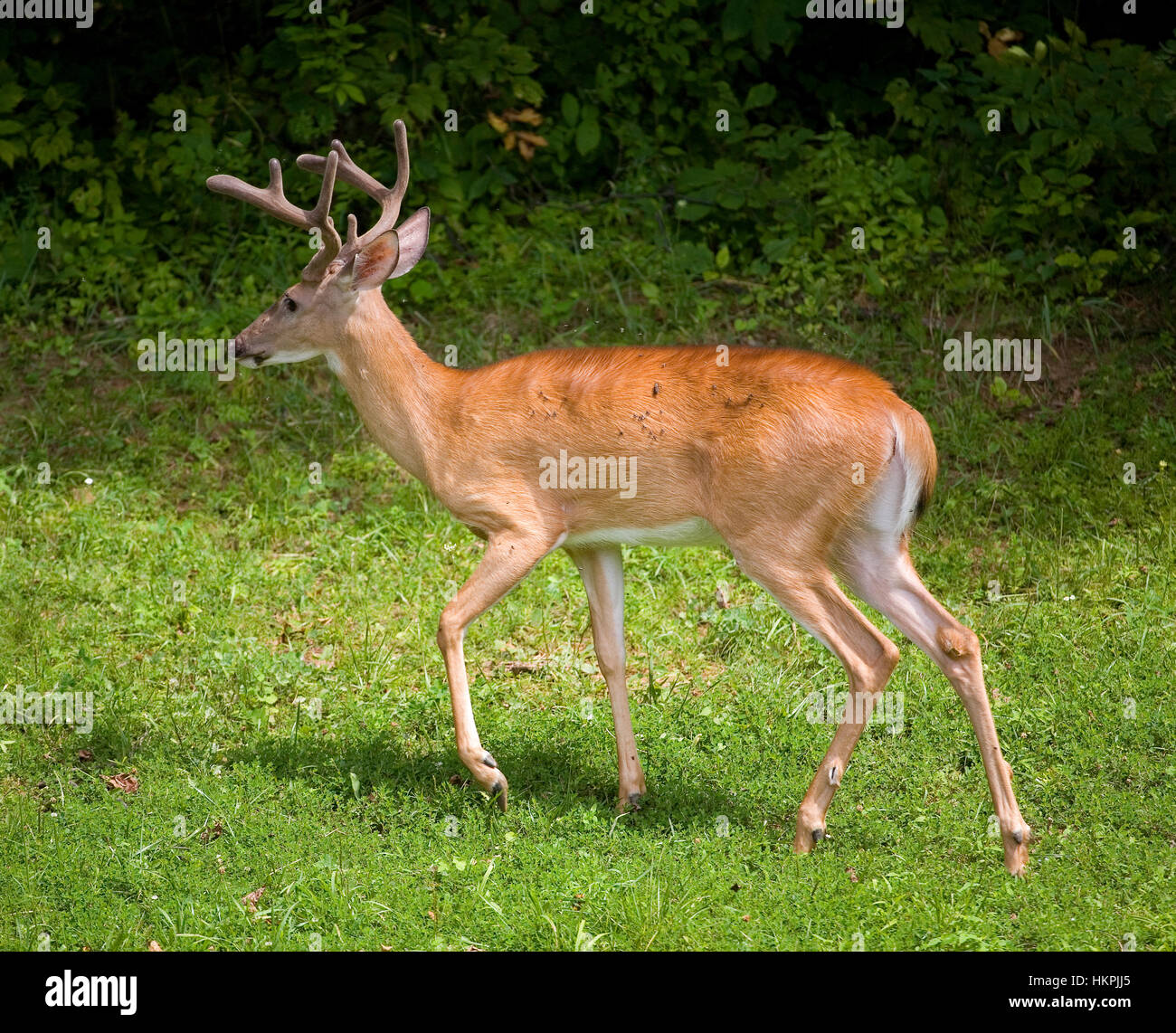 Whitetail buck with eight point antlers in velvet surrounded by flies ...