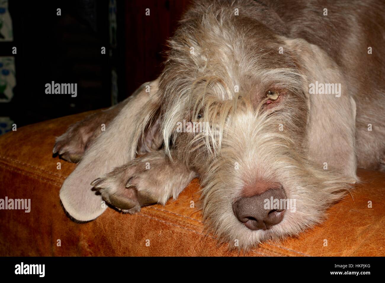 Dog sleepy hi-res stock photography and images - Alamy