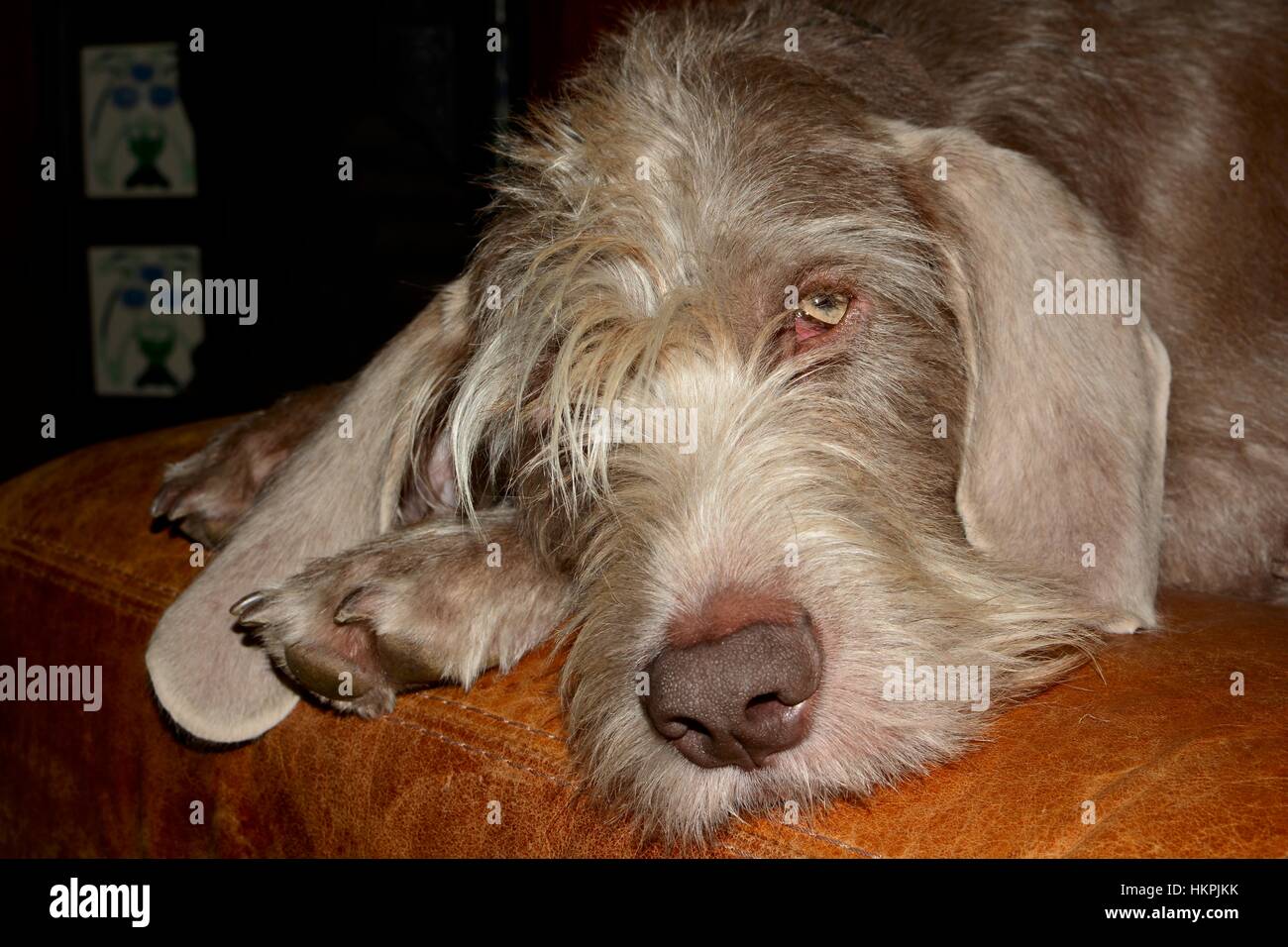 Dog sleepy hi-res stock photography and images - Alamy