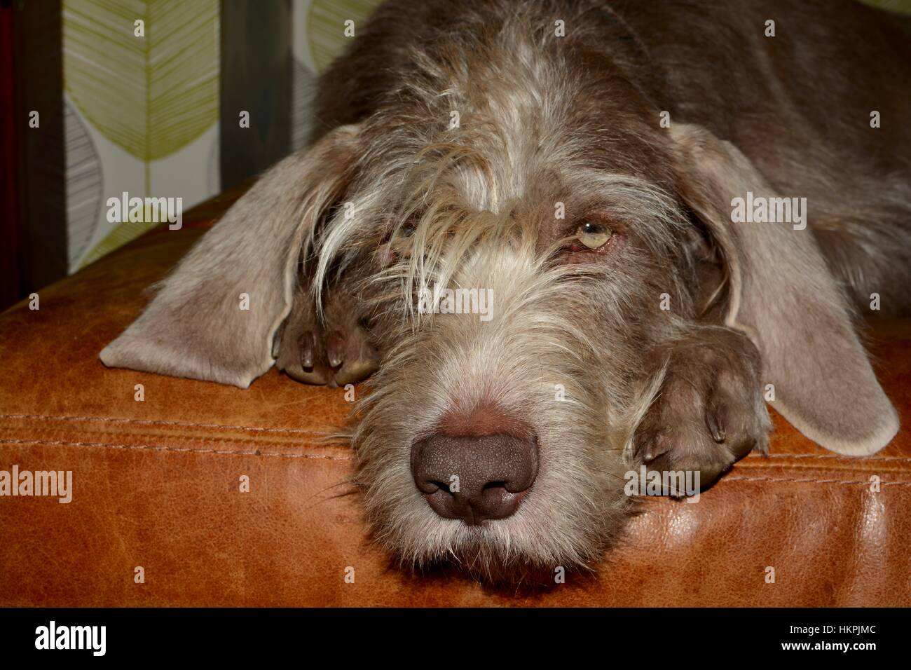 Dog sleepy hi-res stock photography and images - Alamy