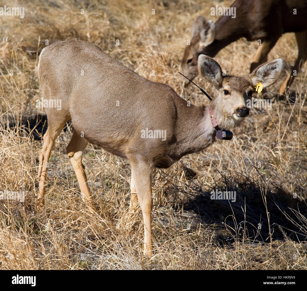 Pair of mule deer with one of them wearing a radio collar Stock Photo ...
