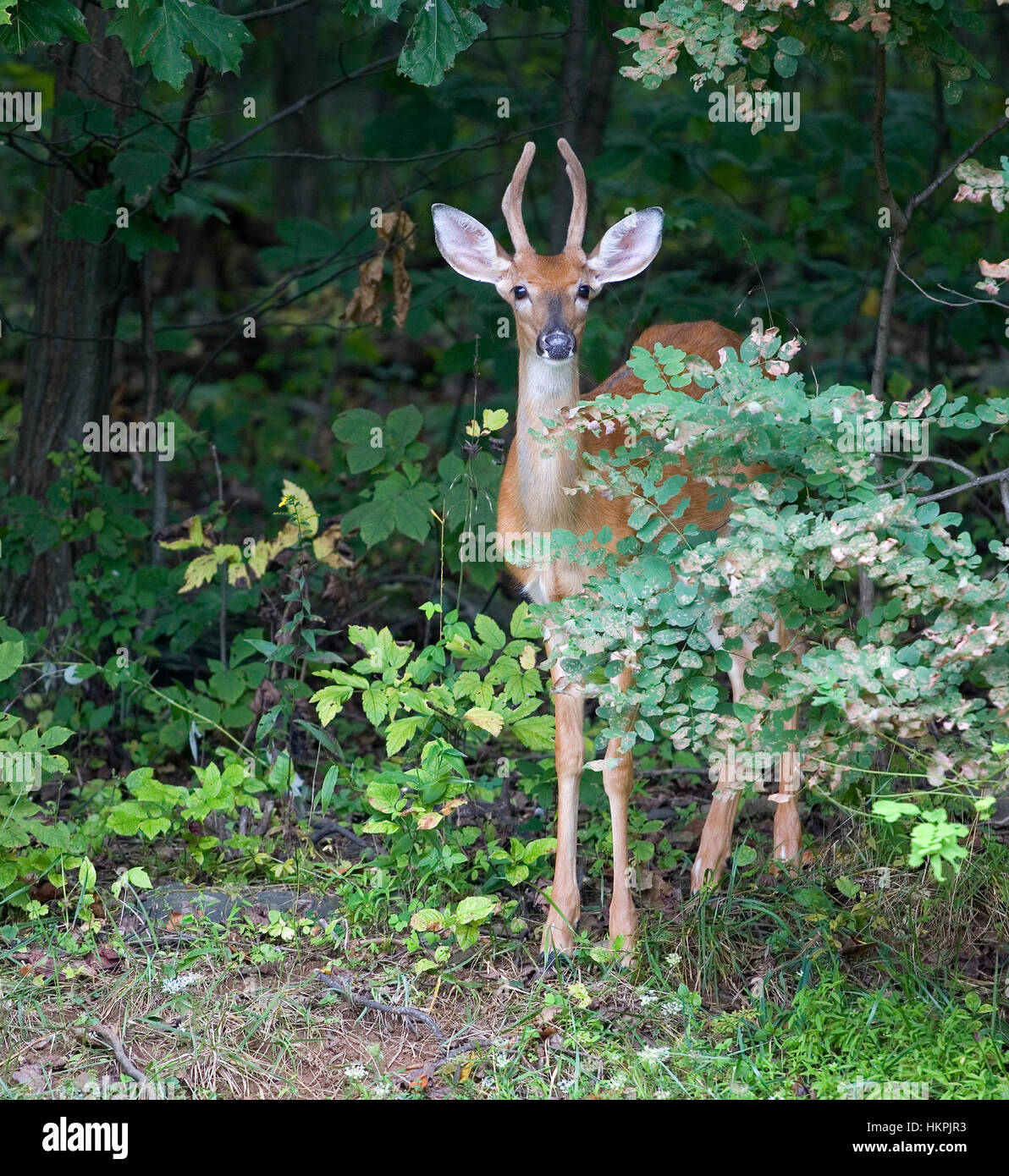 Small whitetail deer buck using brush in a forest for cover Stock Photo ...