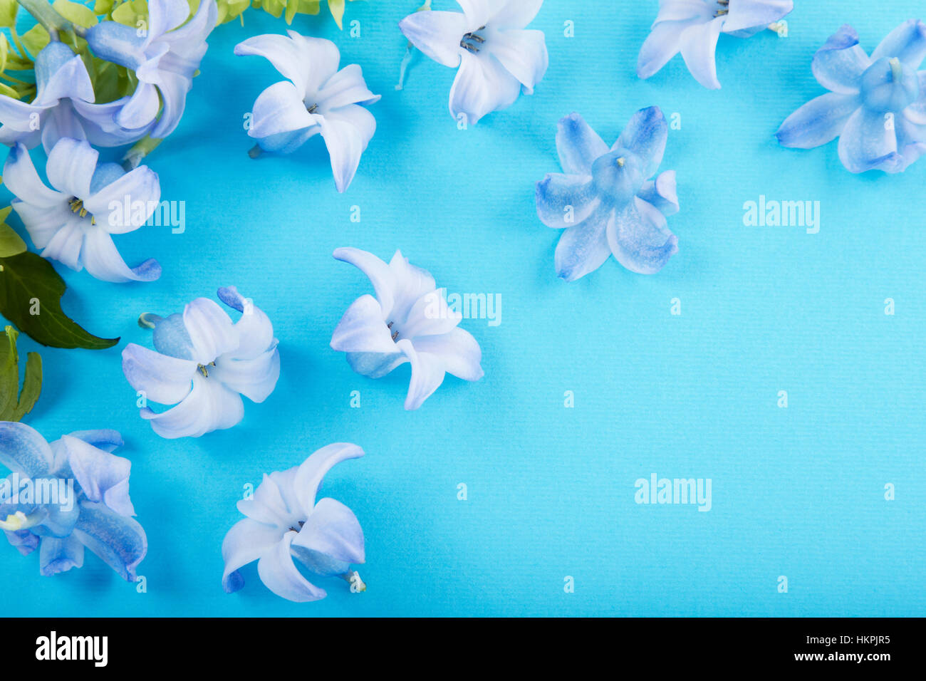 Scattered blue Hyacinth blossoms on a blue background Stock Photo - Alamy