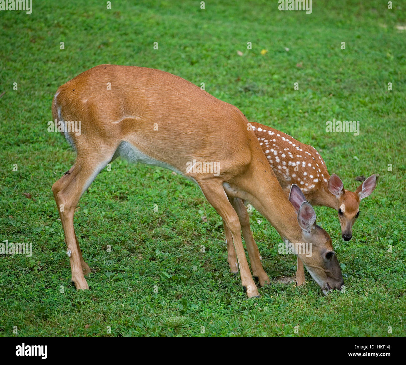 Whitetail deer fawn looking at its doe wondering what its eating Stock ...