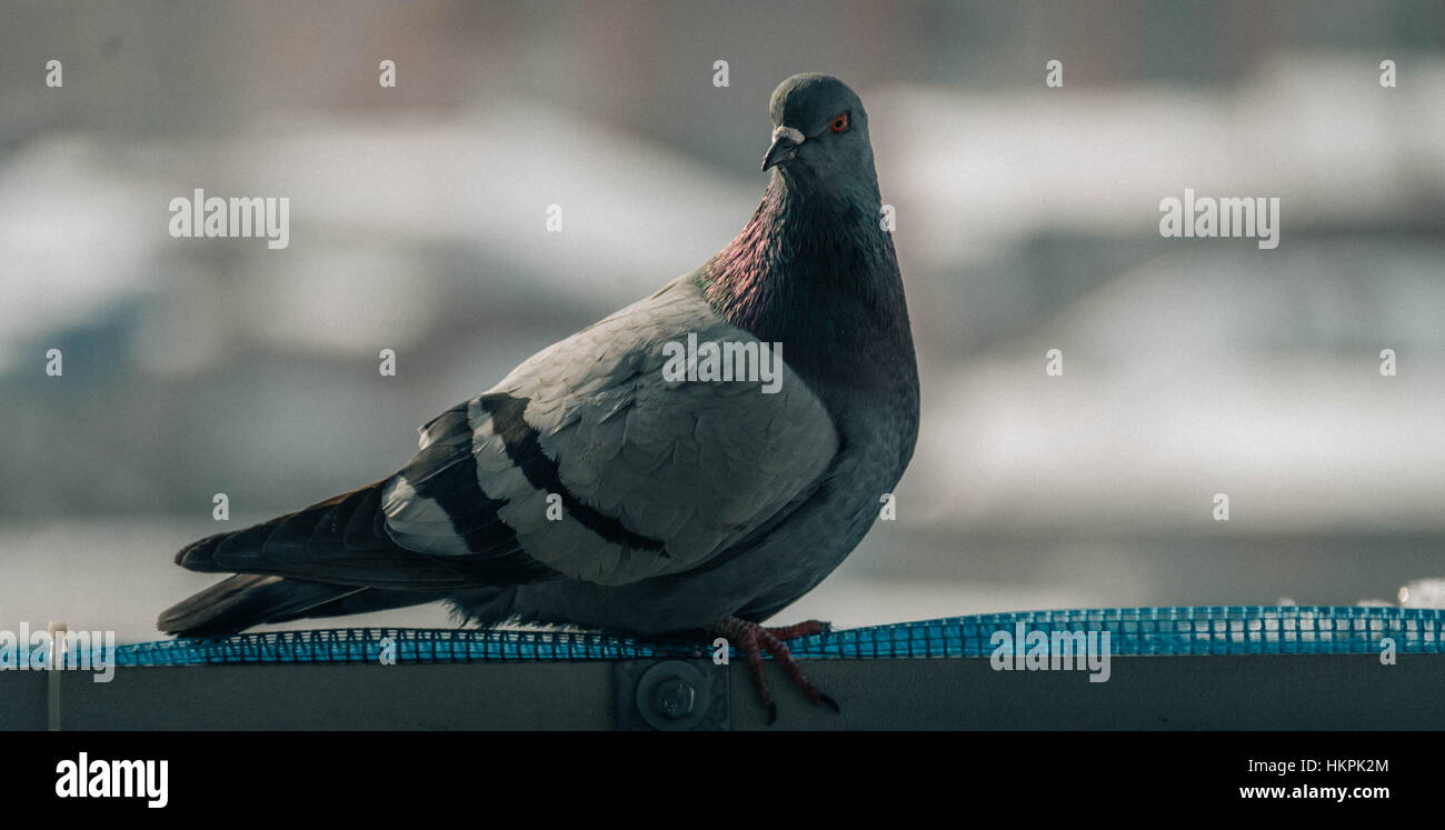 Close up head shot of beautiful speed racing pigeon bird Stock Photo ...