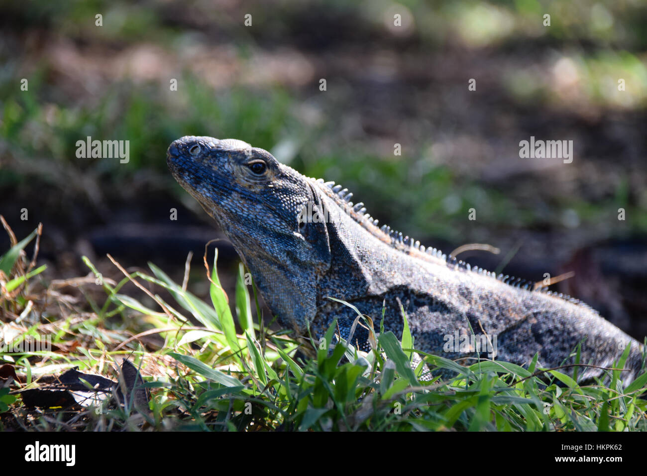 Iguana basking in the sunshine Stock Photo - Alamy