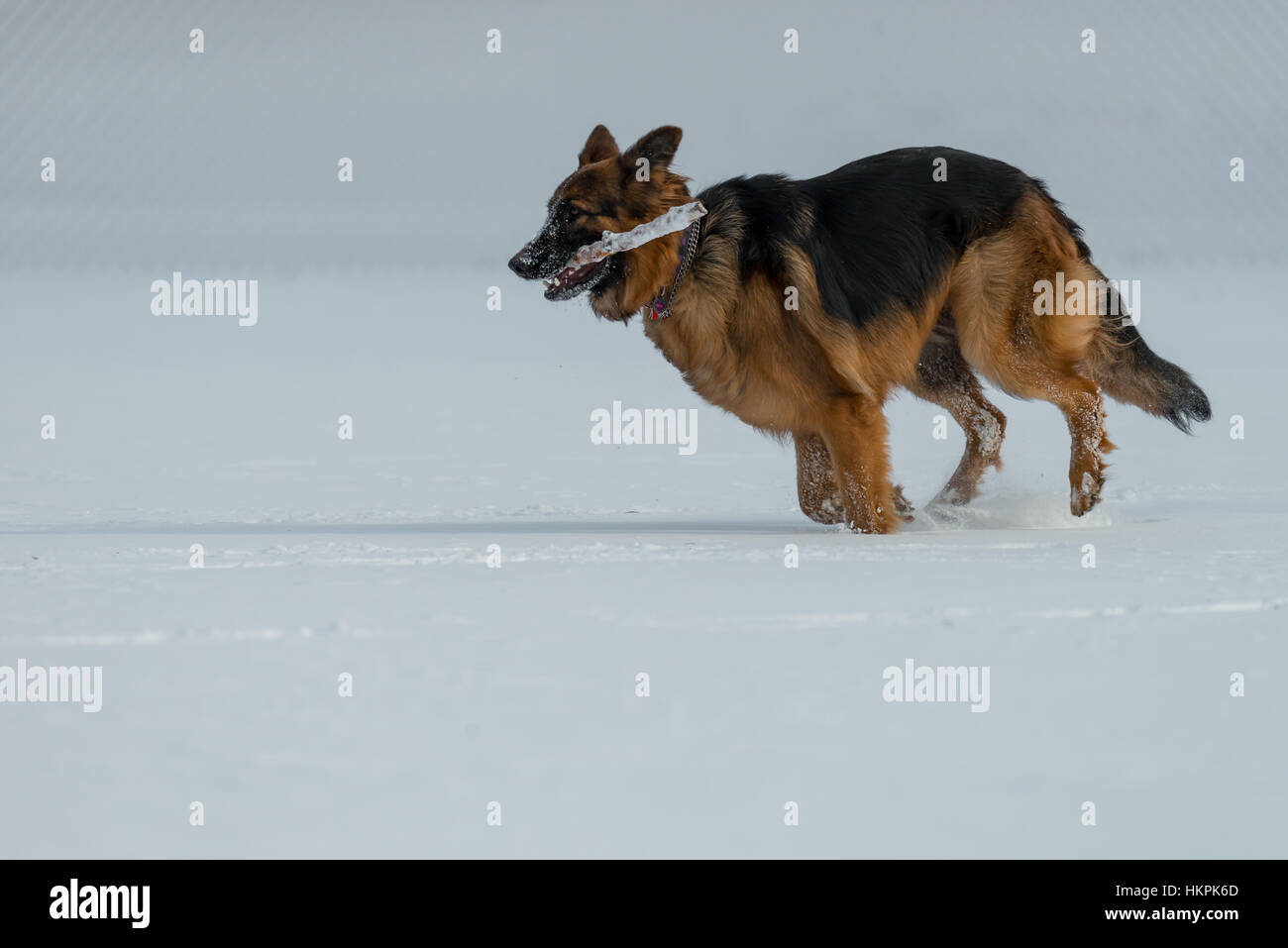 German shepherd jumps in hi-res stock photography and images - Alamy