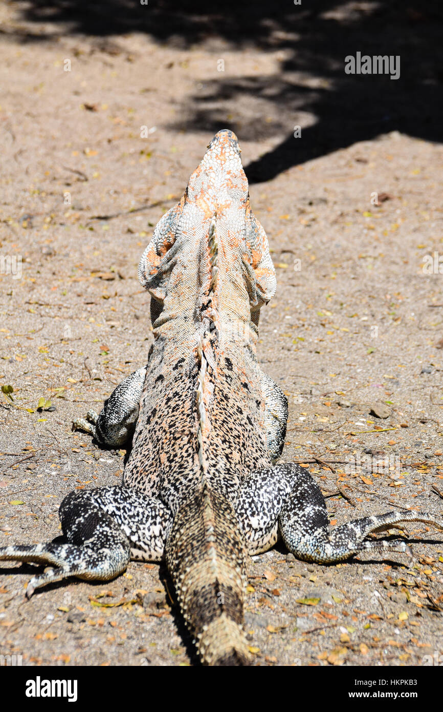 Rear view of iguana warming up on the sand Costa Rica's Guanacaste ...