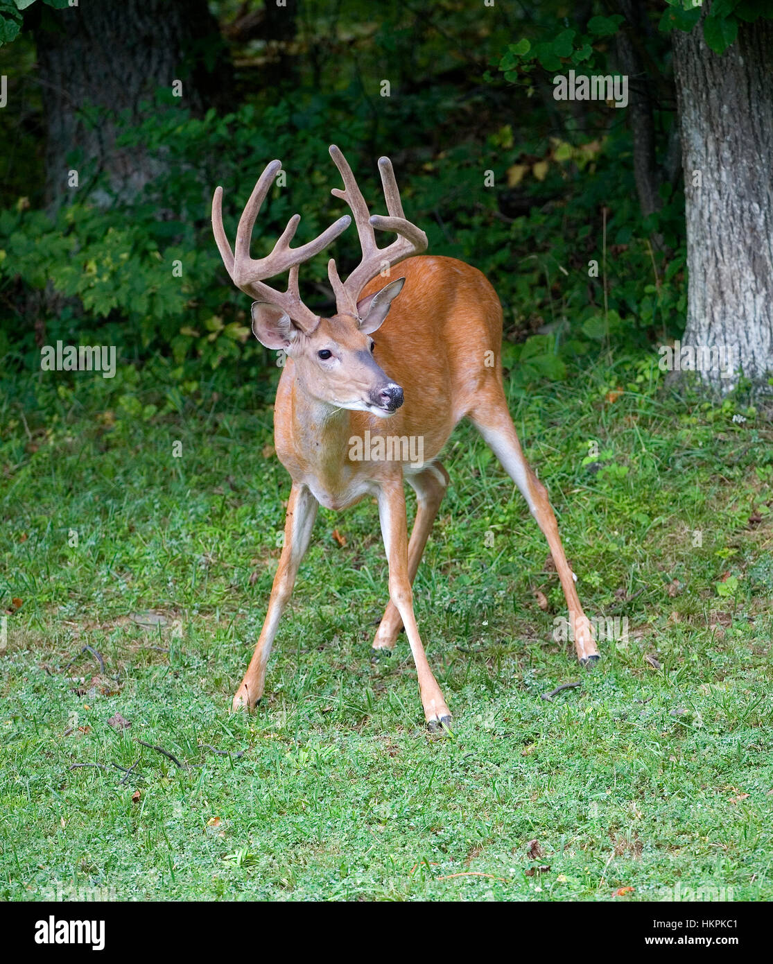 Buck chewing hi-res stock photography and images - Alamy