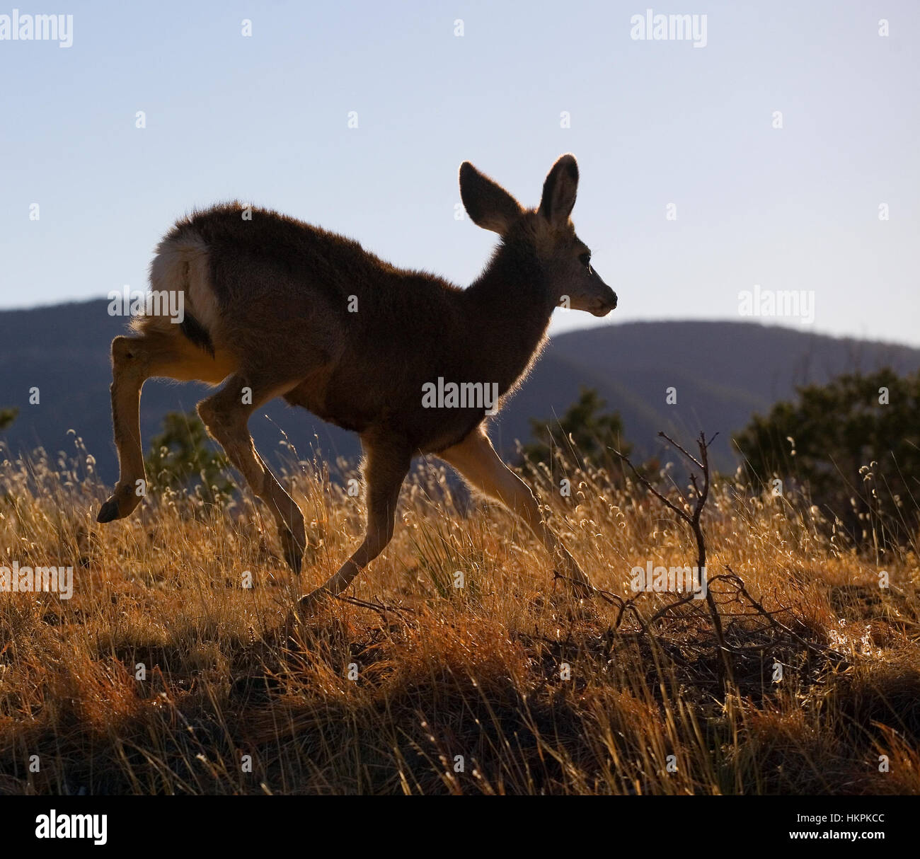 Mule running hi-res stock photography and images - Alamy
