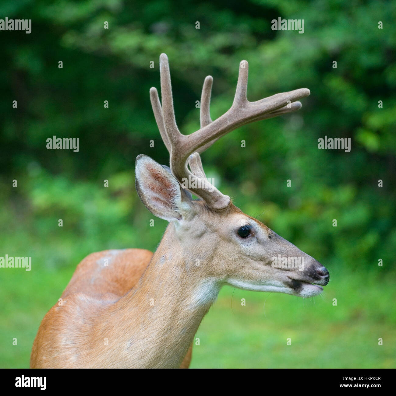 Black Whitetail Deer Buck