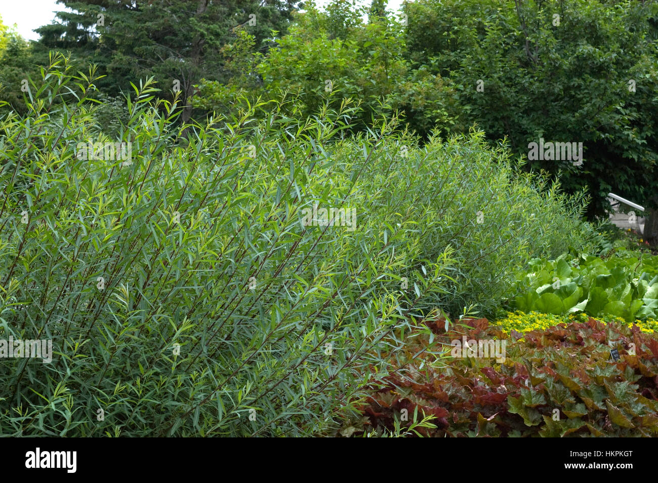 Salix Artic Willow Stock Photo - Alamy