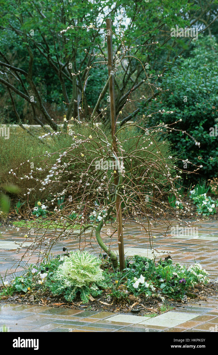 Salix caprea, dwarf weeping willow Stock Photo - Alamy
