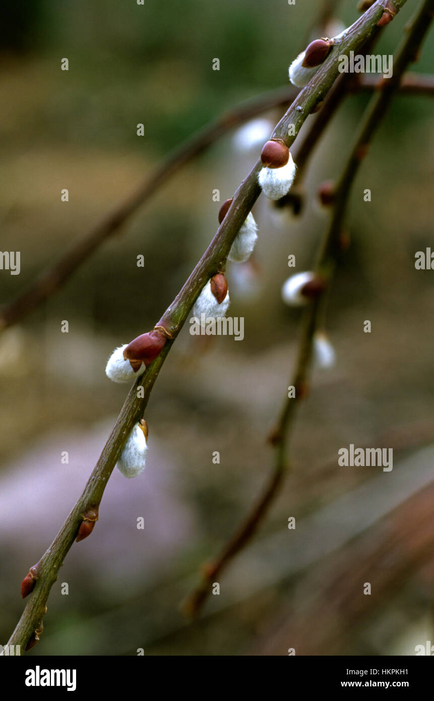 Salix caprea, weeping willow Stock Photo - Alamy