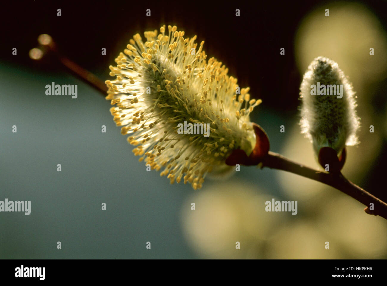 Salix discolor hi-res stock photography and images - Alamy