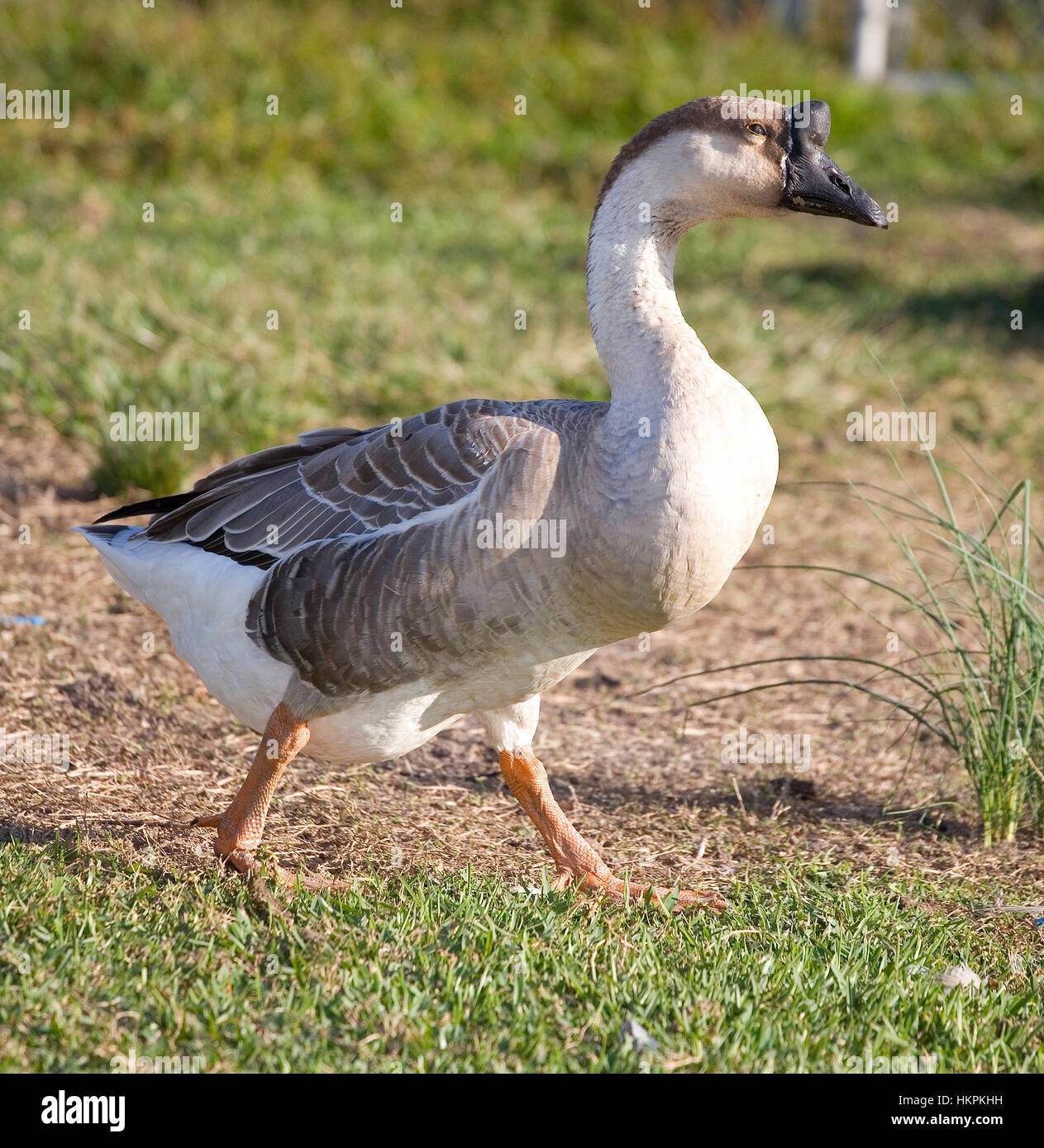 White and gray goose that is walking over the grass Stock Photo - Alamy