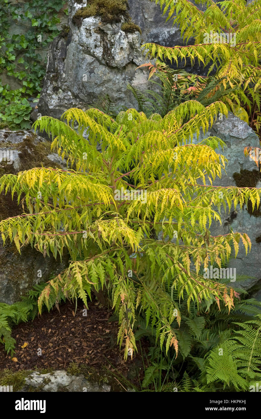 Rhus , Sumac Stock Photo - Alamy
