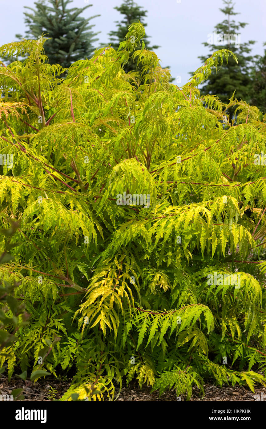 Rhus , Sumac Stock Photo - Alamy