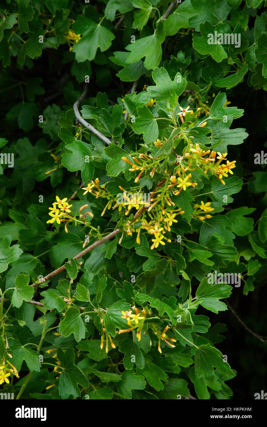 Ribes aureum “Golden Currant” Stock Photo - Alamy