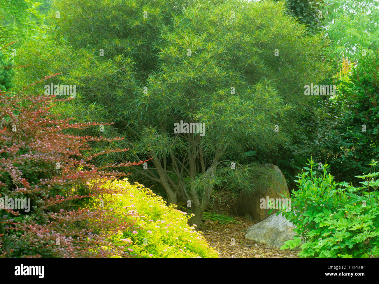 Alder buckthorn, Rhamnus frangula 'Asplenifolia', frangula ...