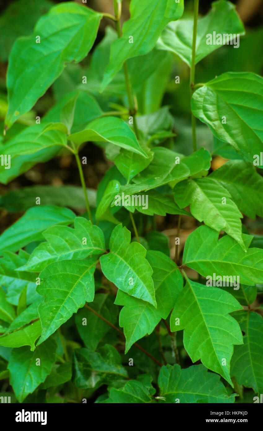 Rhus radicans , Poison Ivy Stock Photo - Alamy
