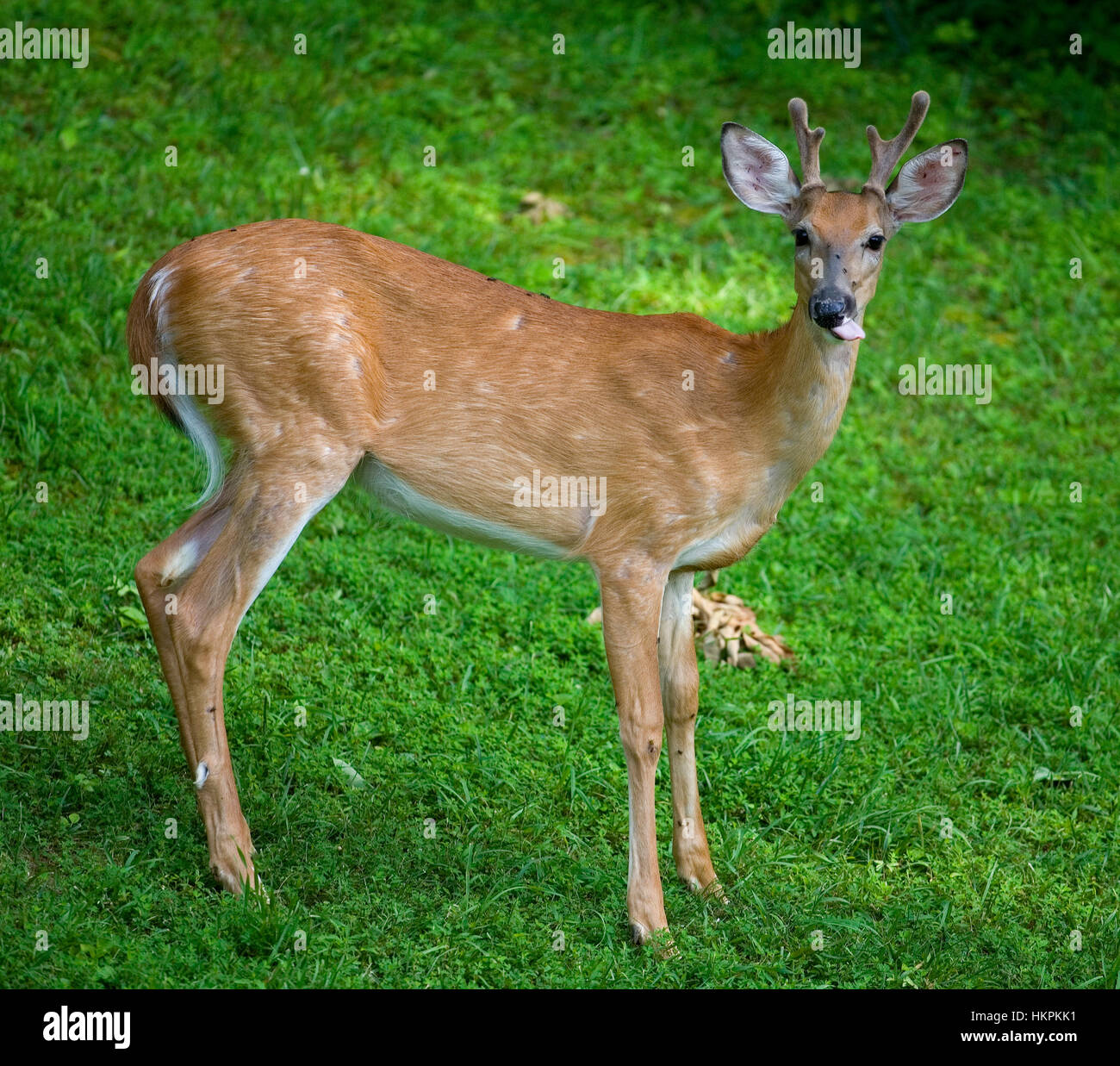 Insect antlers hi-res stock photography and images - Alamy