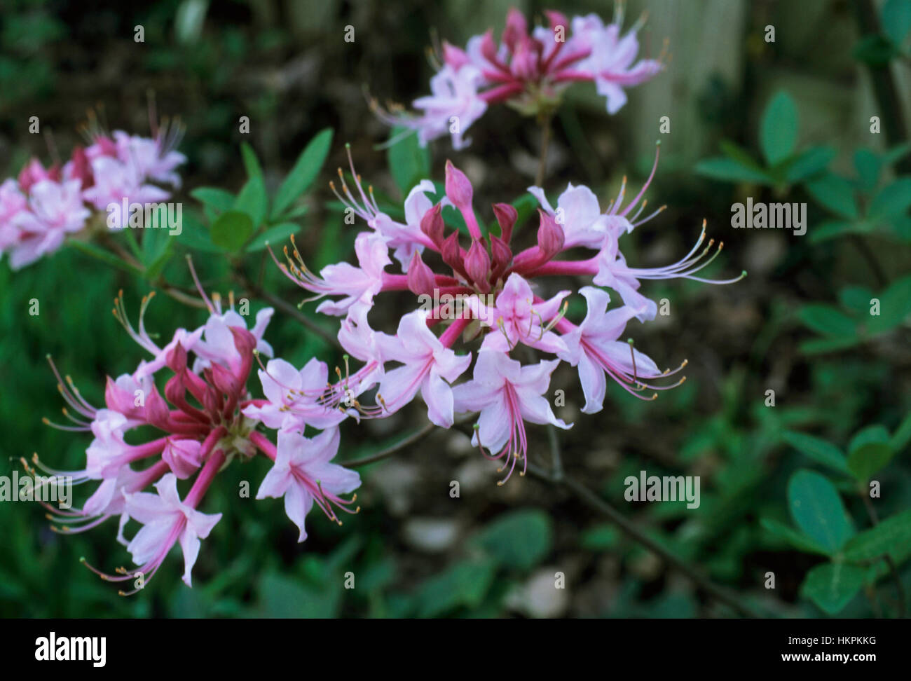 Rhododendron canescens, pink native Rhodie Stock Photo - Alamy
