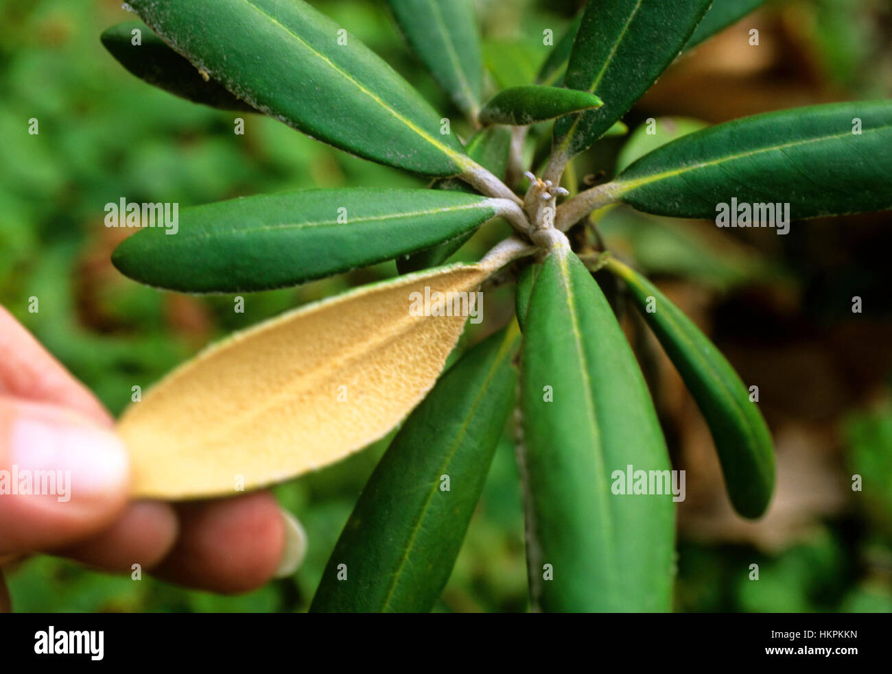 Indumentum hi-res stock photography and images - Alamy