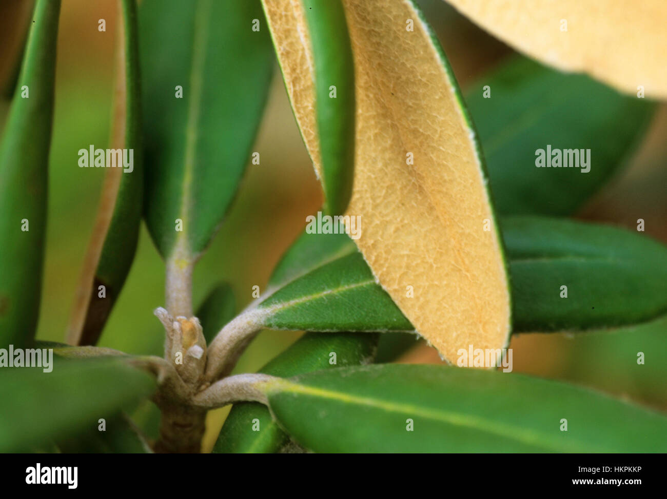 Indumentum hi-res stock photography and images - Alamy