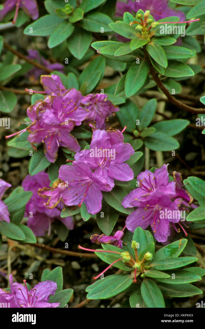 Dwarf purple rhododendron hi-res stock photography and images - Alamy