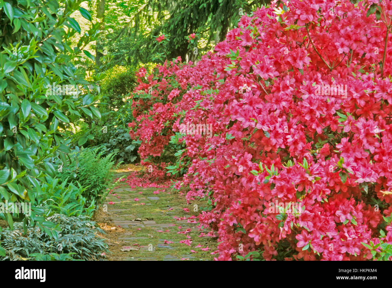 Native azaleas hi-res stock photography and images - Alamy