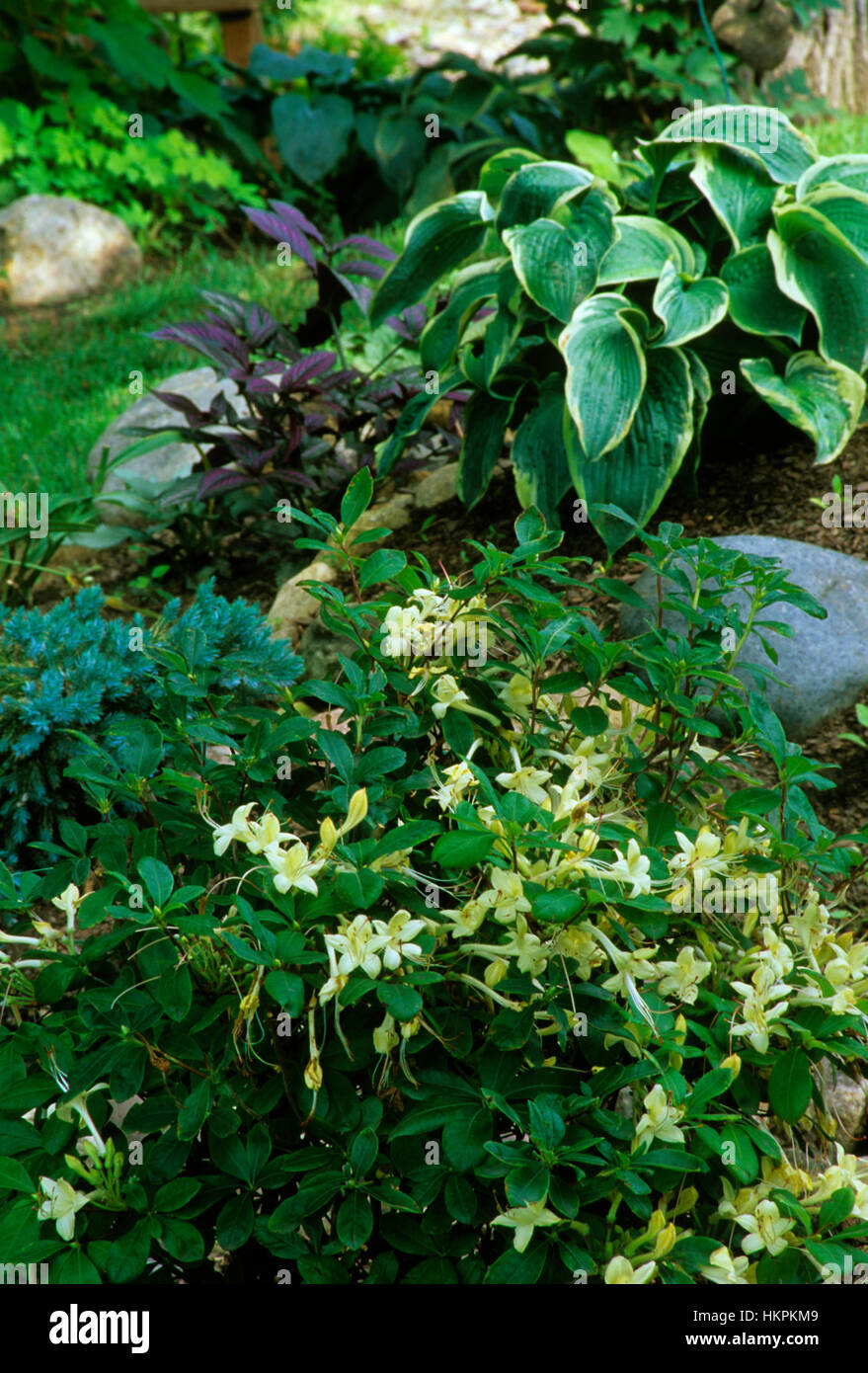 Rhododendron Lemon Drop Stock Photo - Alamy
