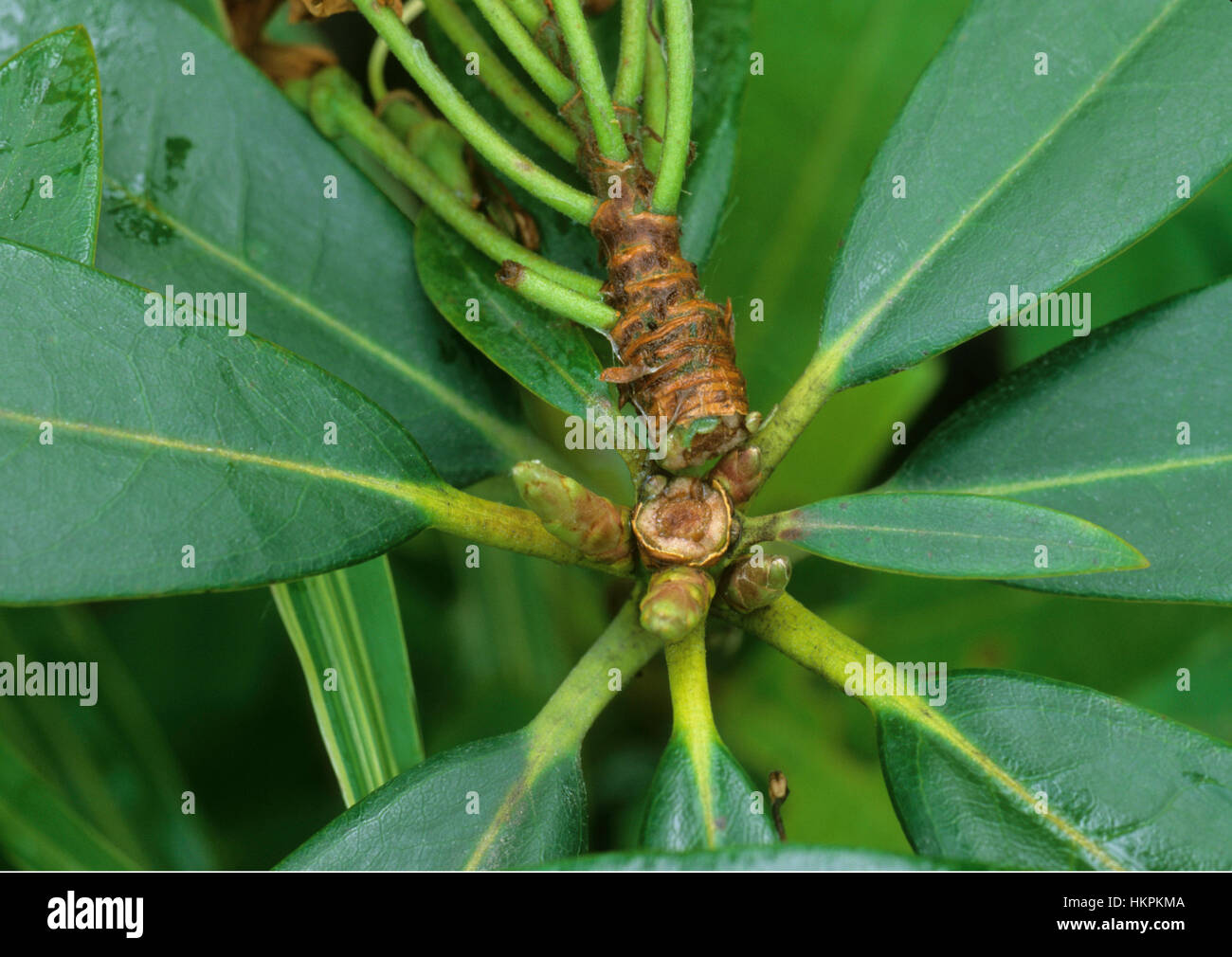 Rhododendron dead heading, seeds, seed head Stock Photo - Alamy