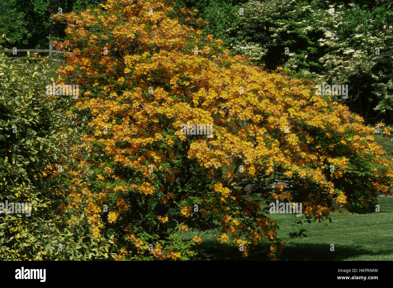 Orange Native Azalea Stock Photo - Alamy